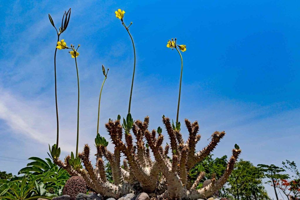 ¿Cómo cuidar Palma de Madagascar? - Los 4 Cuidados más importantes.