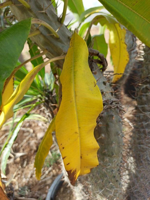 ¿Cómo cuidar Palma de Madagascar? - 11 Cuidados súper importantes.