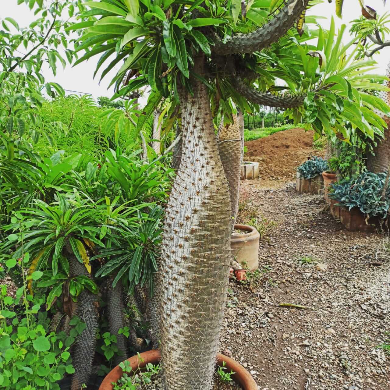 Pachypodium Lamerei (Palma de Madagascar) - Conoce esta planta.