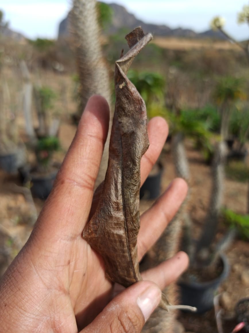 ¿Cómo cuidar Palma de Madagascar? - 11 Cuidados súper importantes.