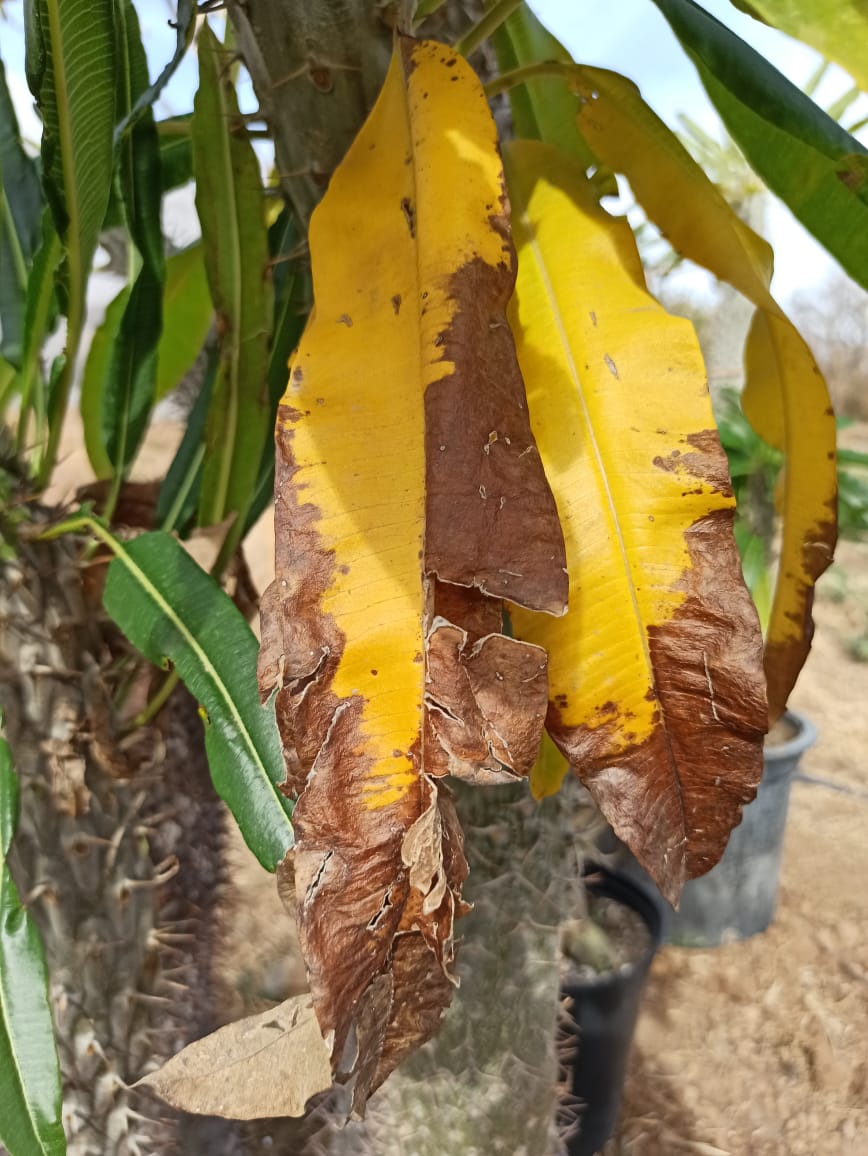 ¿Cómo cuidar Palma de Madagascar? - 11 Cuidados súper importantes.